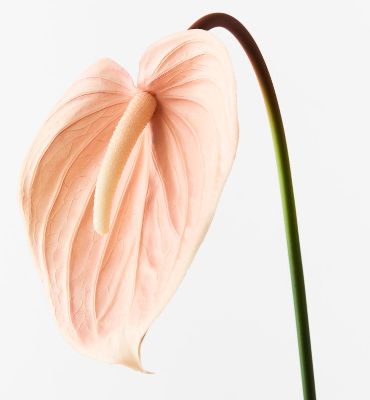Anthurium 74cm Artificial Plant - Peach – Comeo Home